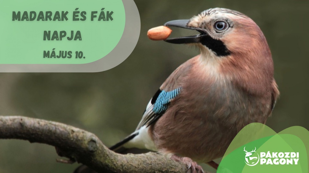 Madarak és Fák Napja Pákozd 2023 - Programturizmus