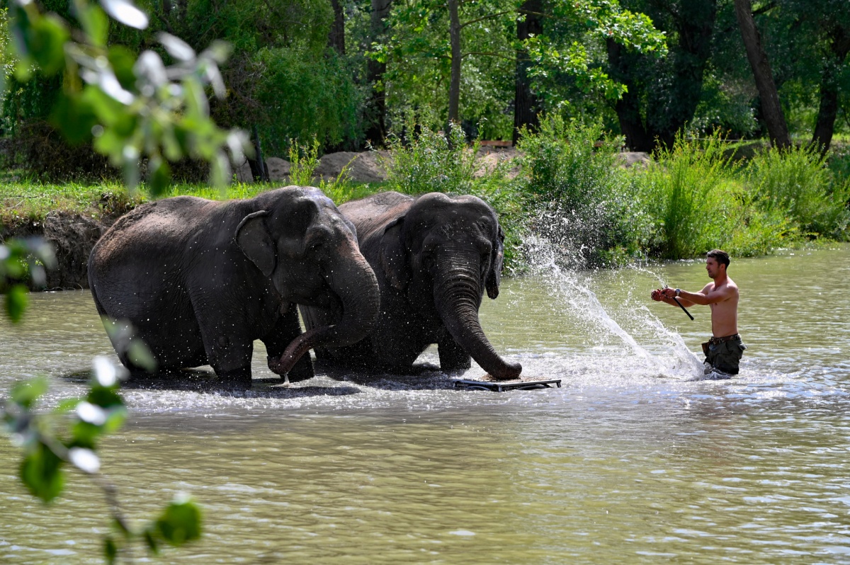 Richter Safari Park programok 2025 Nagykőrös - Programturizmus