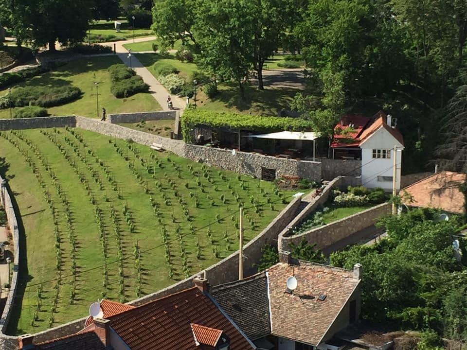 Vince-nap Pécs 2024 - Programturizmus