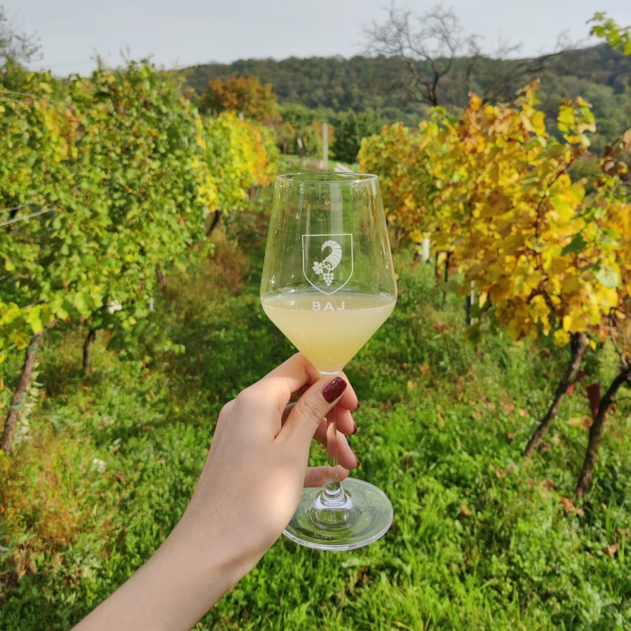 Vince-nap Baj 2025 - Programturizmus