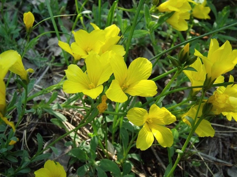 Pilisi len Látogatóközpont - Programturizmus