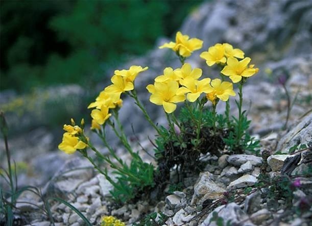 Pilisi len Látogatóközpont - Programturizmus