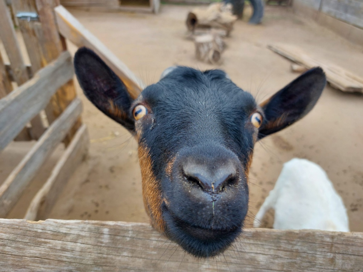 Barka Állatsimogató Dunakeszi - Programturizmus