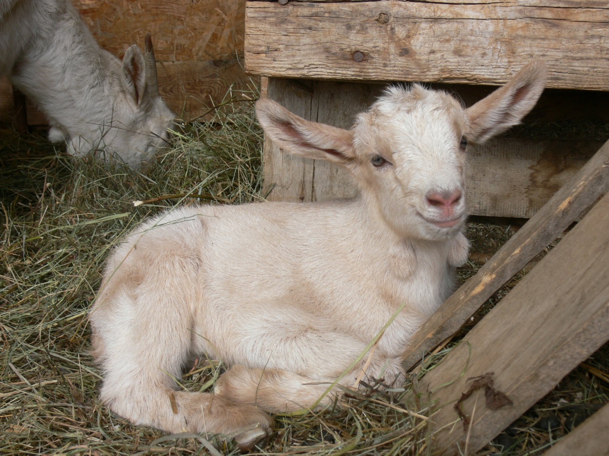 Kacika Állatsimogató Ligetfalva - Programturizmus