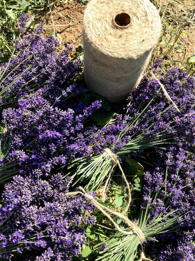 Magyari Levendula Pécs - Programturizmus