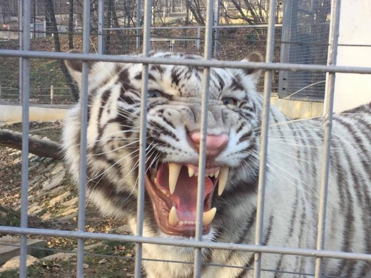 Pécs Zoo Pécsi Állatkert és Akvárium Terrárium - Programturizmus